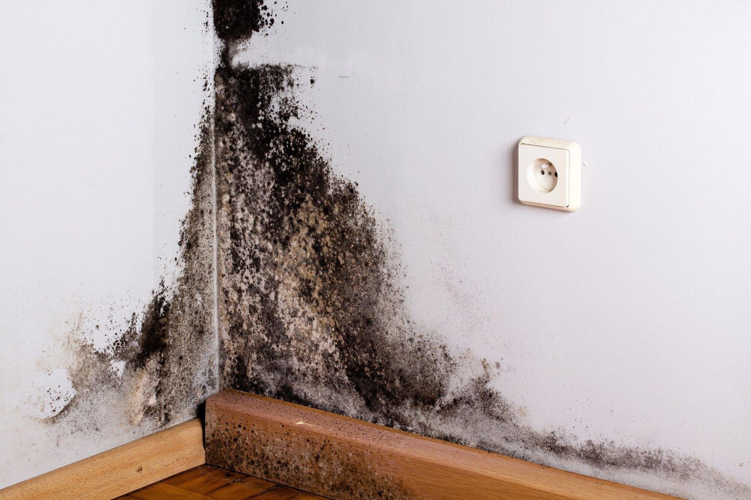 4 Worrying Signs of Black Mold Exposure, and What to Do | Armored ...